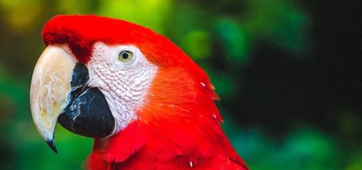 Chiasme : définition simple et exemples [figure de style] - La culture ...