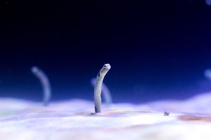 Anguille sous roche : définition · exemples · origine (expression) 🪱