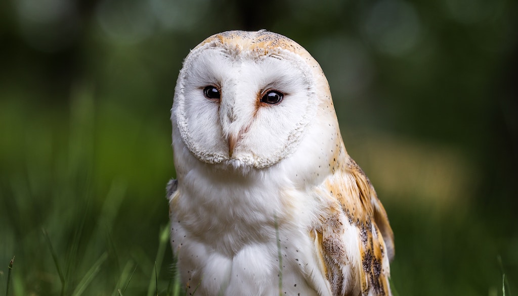 Pousser des cris d'orfraie : définition & origine [expression]