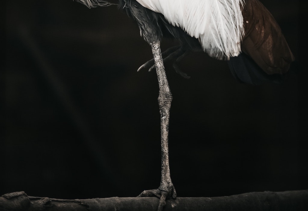 Faire le pied de grue : définition & origine [expression]