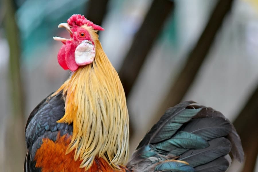 Comme un coq en pâte : définition & origine [expression]