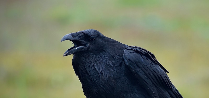 « Coasser » et « croasser » : quelle différence