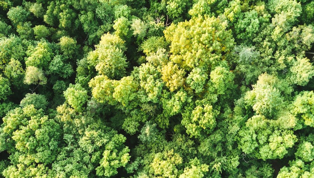 Feuillus et résineux (conifères) : quelle différence