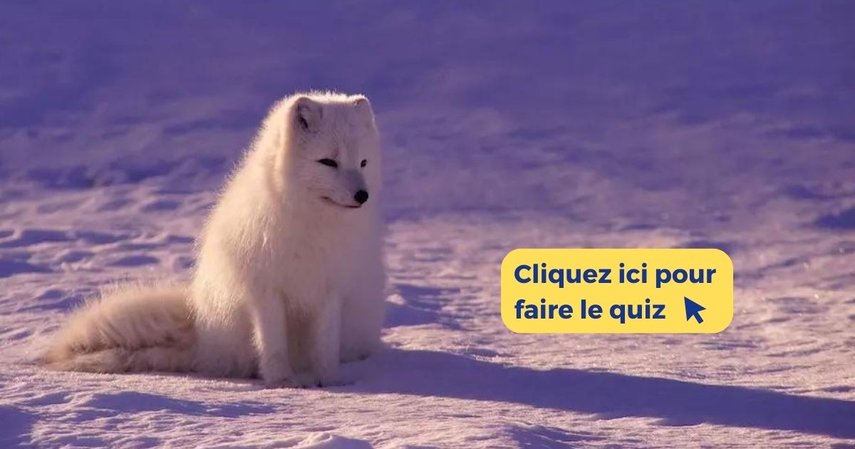 Quiz : reconnaîtrez-vous ces animaux