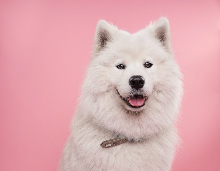 Quiz : les races de chien (avec réponses)