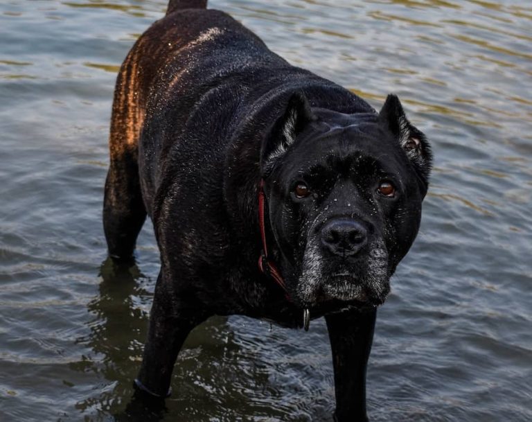 Quiz : les races de chien (avec réponses)