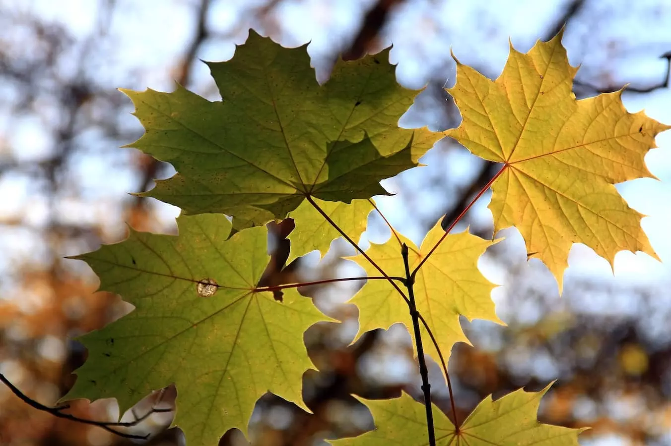 Quiz sur les feuilles : les reconnaîtrez-vous