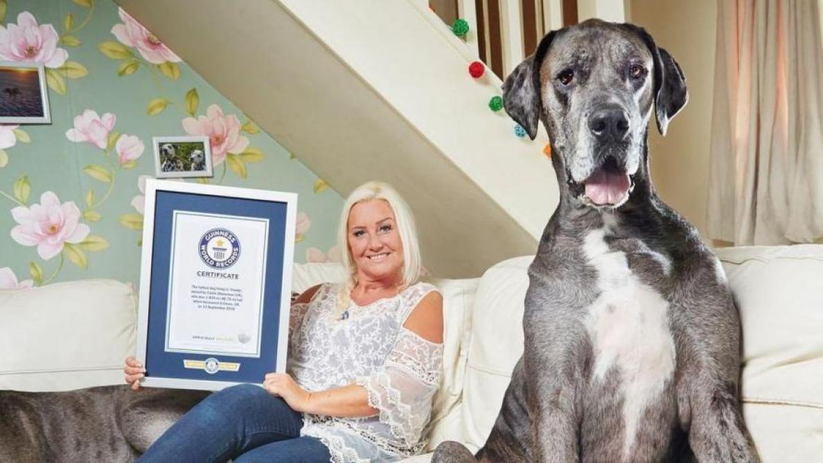 Plus grands chiens du monde : records et classement des races