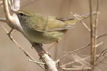 Animal en U - Liste complète des animaux en U