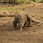 Dragon de Komodo : tout savoir sur cet animal